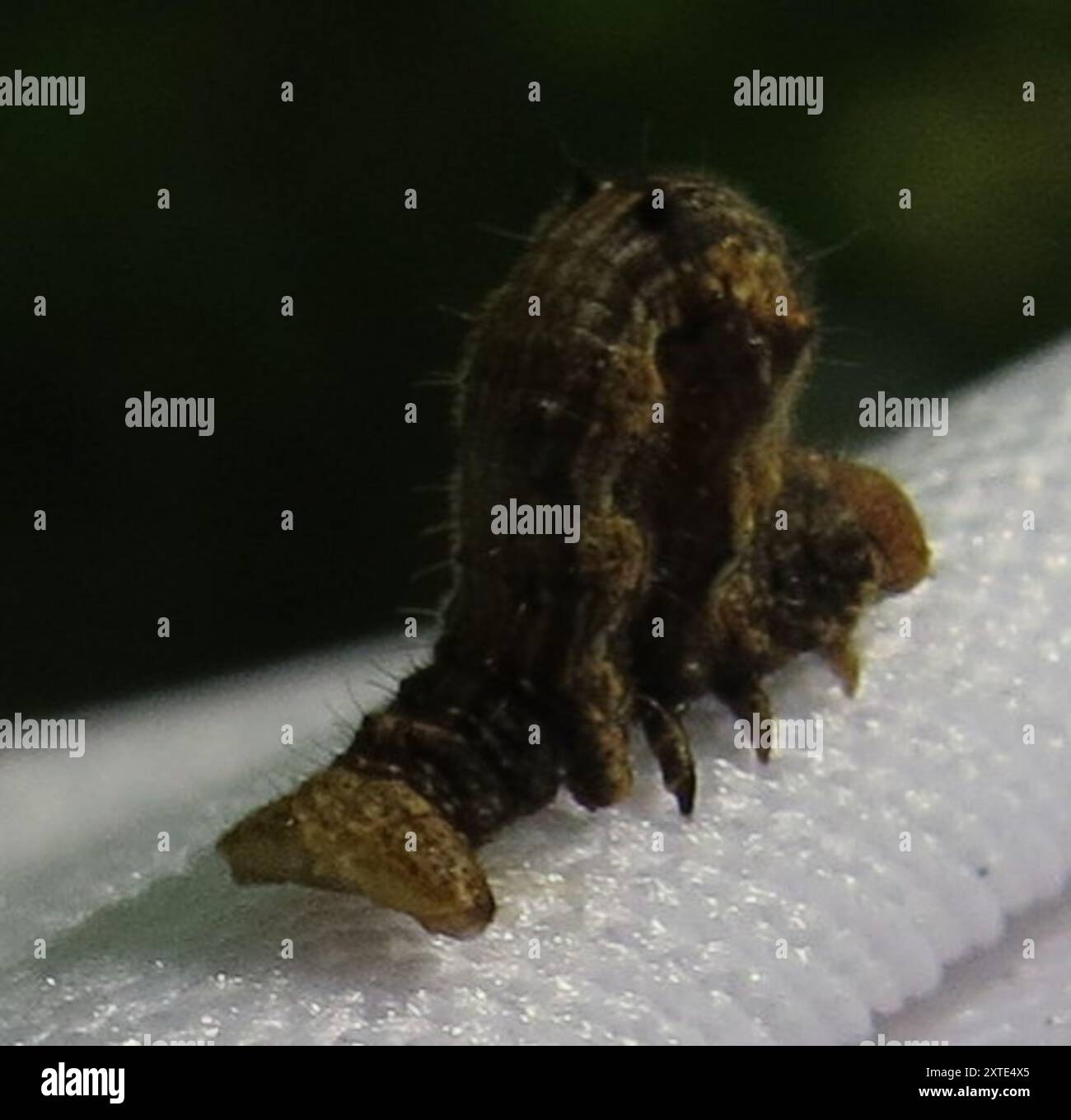 Small Phigalia Moth (Phigalia strigataria) Insecta Stock Photo - Alamy