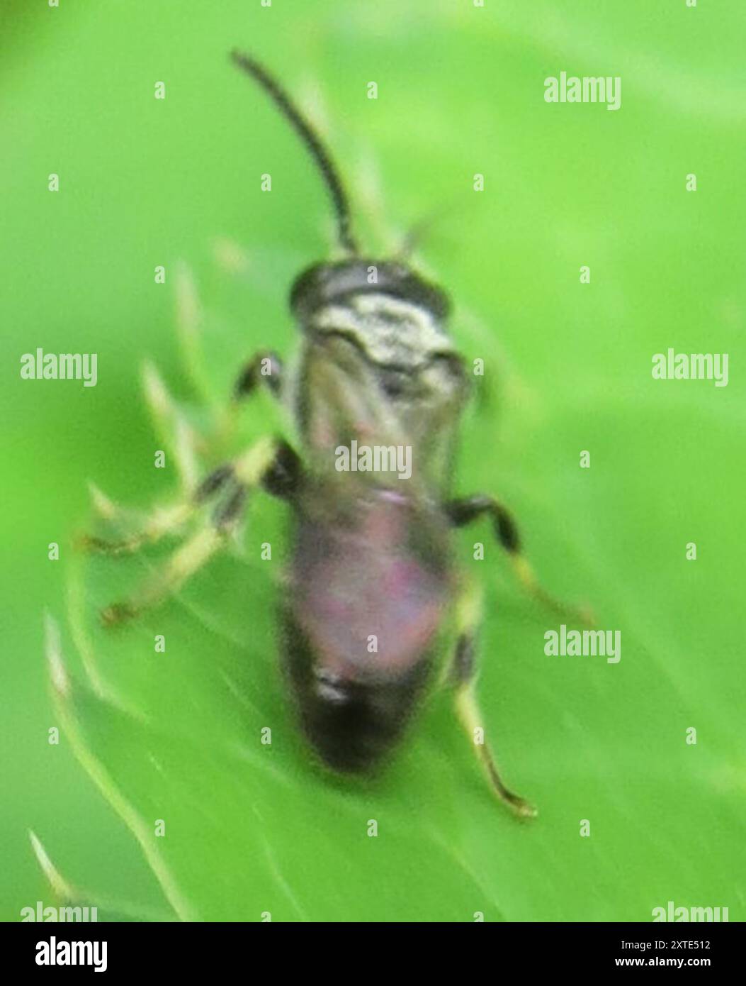 Masked Bees (Hylaeus) Insecta Stock Photo - Alamy