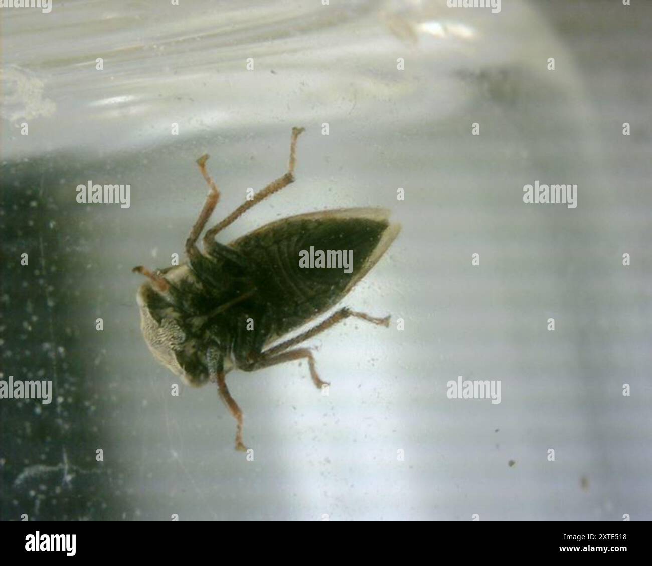 Typical Treehoppers (Membracidae) Insecta Stock Photo - Alamy