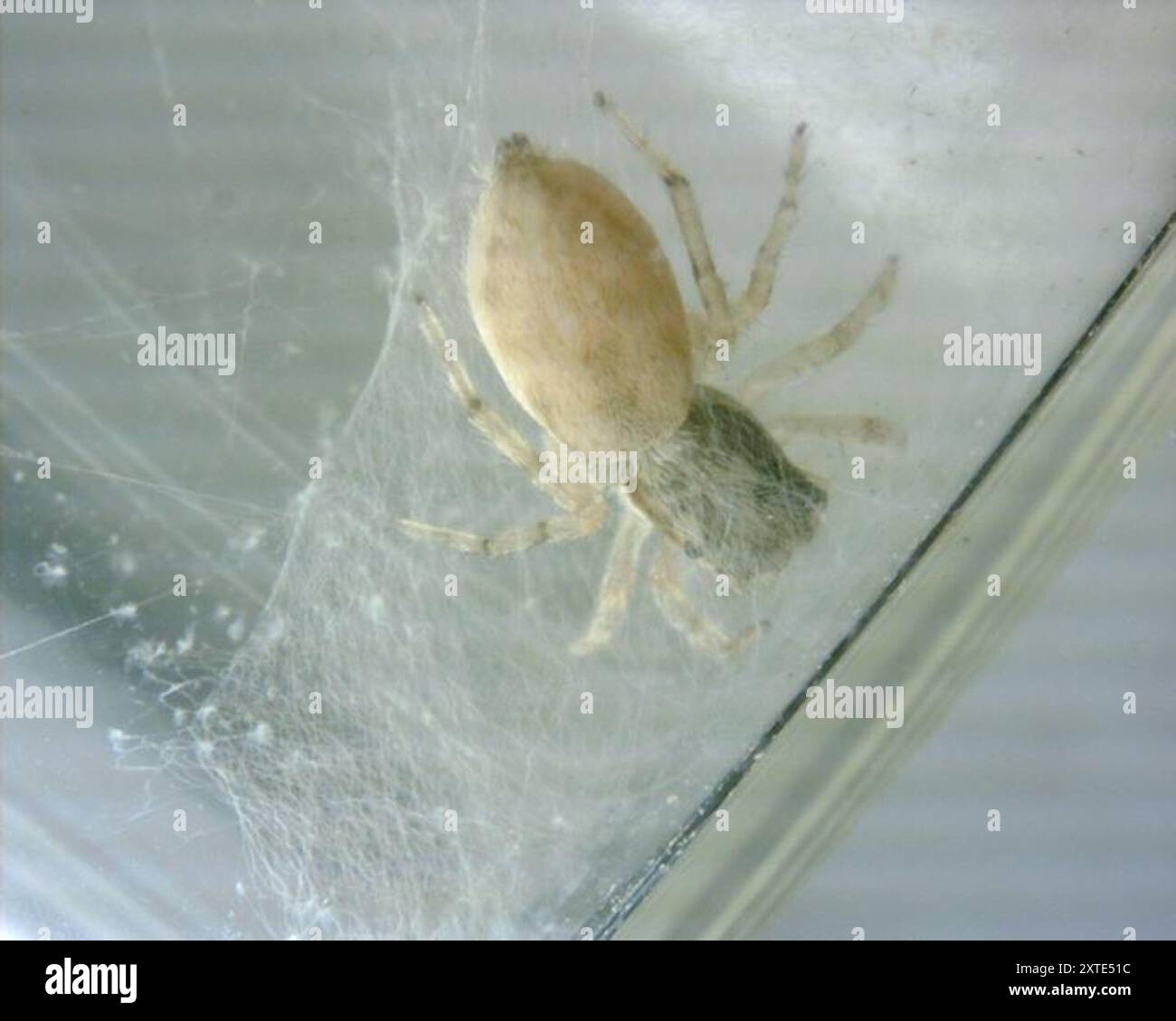 Wall Jumping Spiders (Menemerus) Arachnida Stock Photo - Alamy