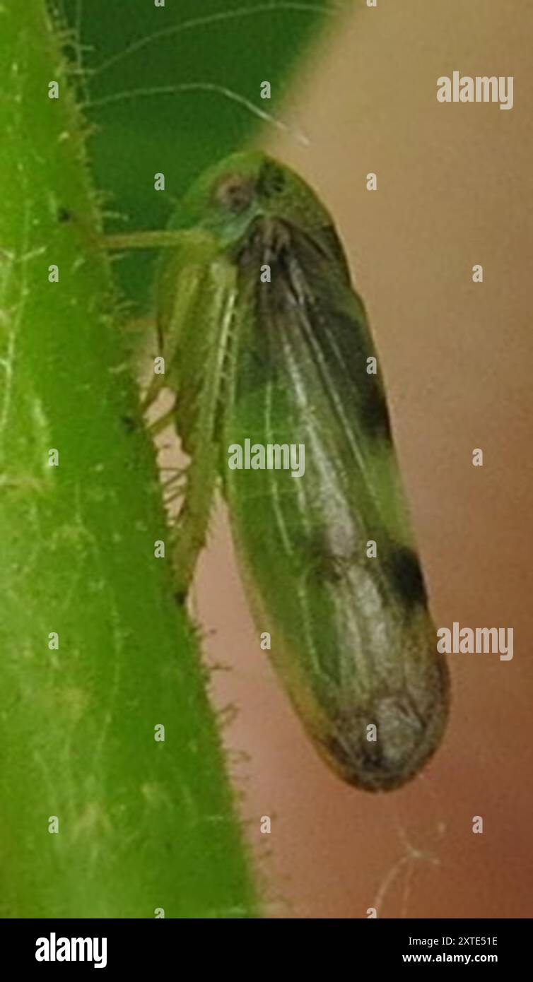 (Pediopsoides distinctus) Insecta Stock Photo - Alamy