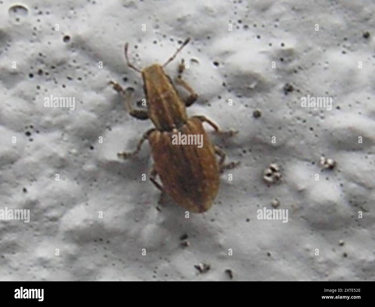 Clover root weevil (Sitona lepidus) Insecta Stock Photo - Alamy