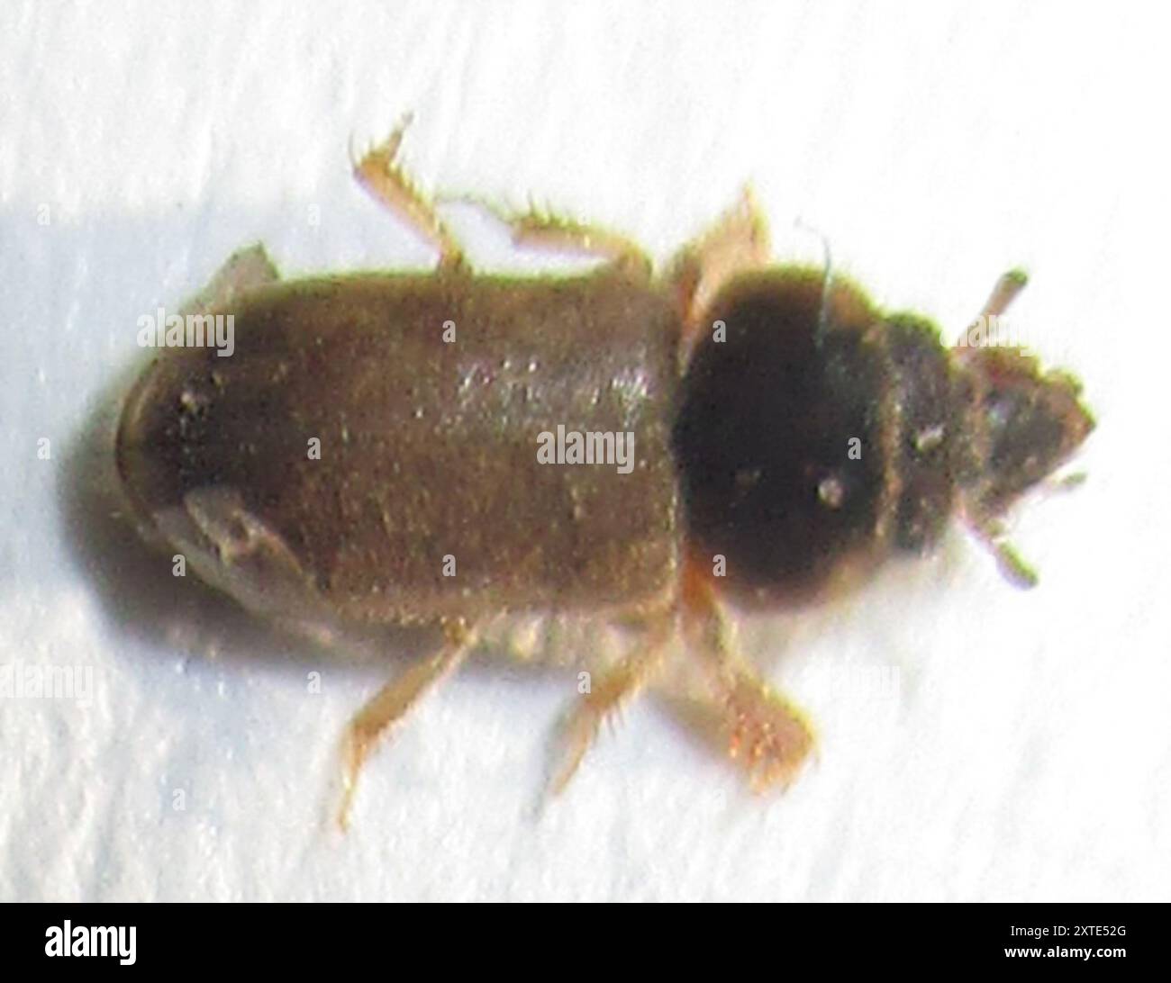 Variegated Mud-loving Beetles (Heteroceridae) Insecta Stock Photo - Alamy