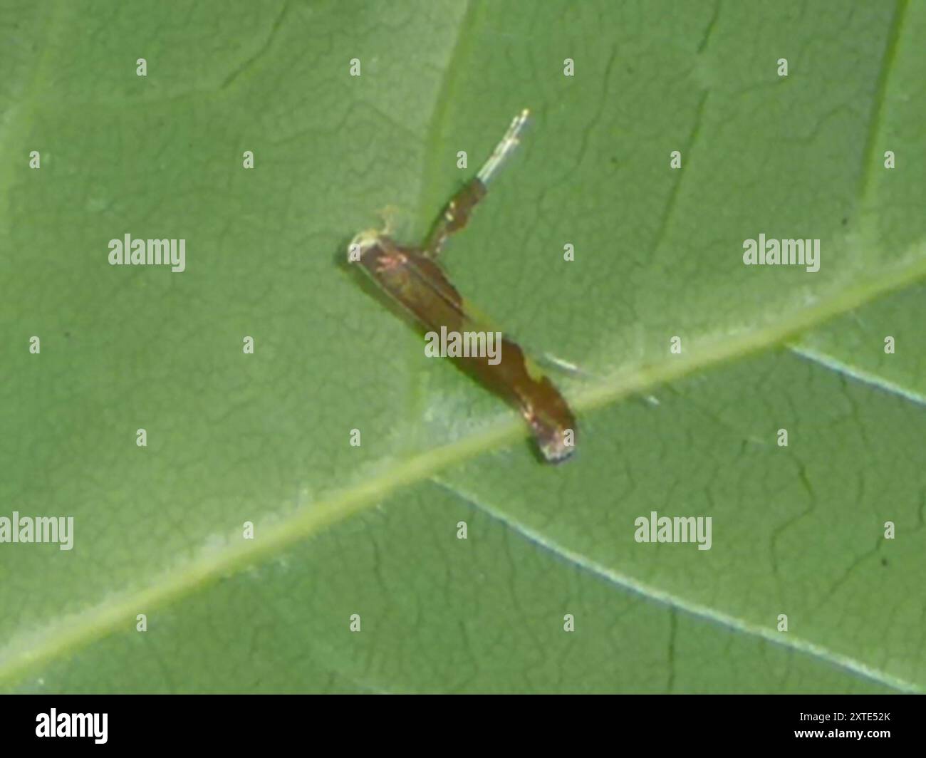 Maple Caloptilia Moth (Caloptilia bimaculatella) Insecta Stock Photo ...