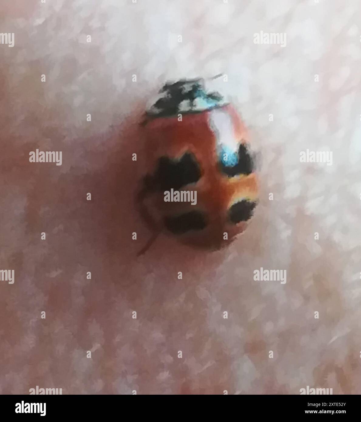 Two-spotted Lady Beetle (Adalia bipunctata) Insecta Stock Photo - Alamy