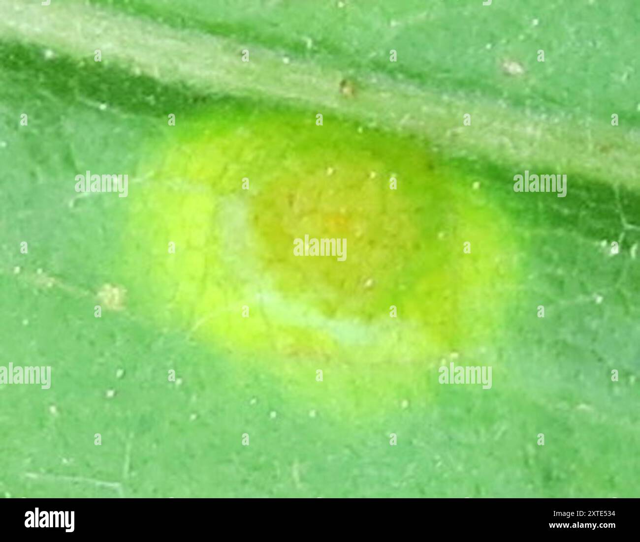 rust fungi (Pucciniales) Fungi Stock Photo - Alamy