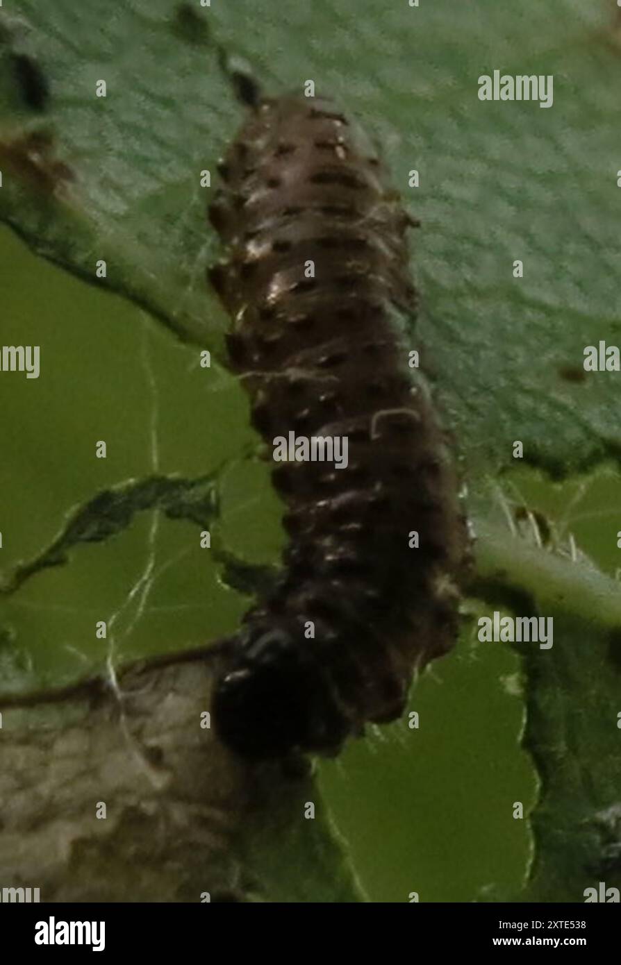 Skeletonizing Leaf and Flea Beetles (Galerucinae) Insecta Stock Photo ...