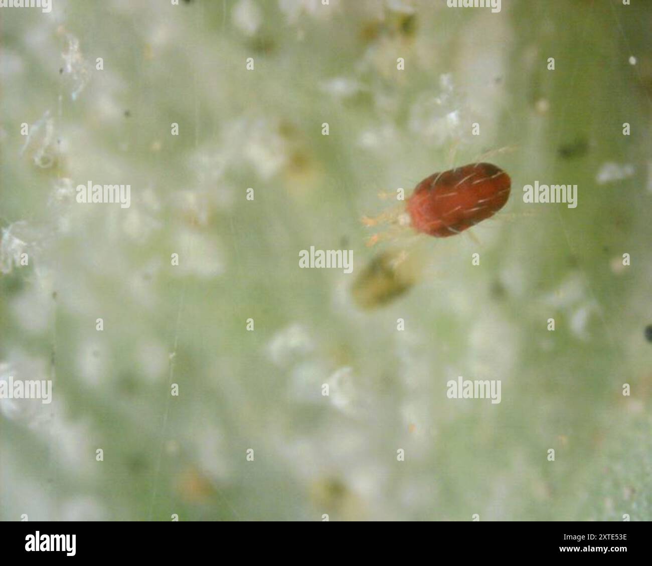 Twospotted Spider Mite (Tetranychus urticae) Arachnida Stock Photo - Alamy