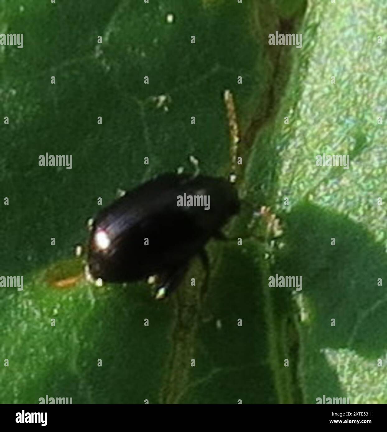 Sweetpotato Flea Beetle (Chaetocnema confinis) Insecta Stock Photo - Alamy