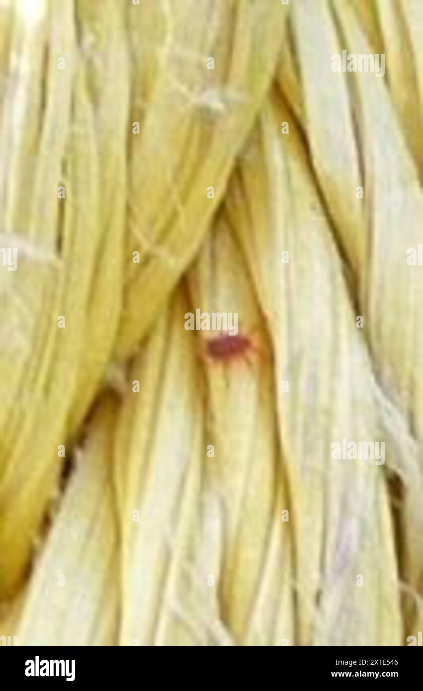 Mites and Ticks (Acari) Arachnida Stock Photo - Alamy