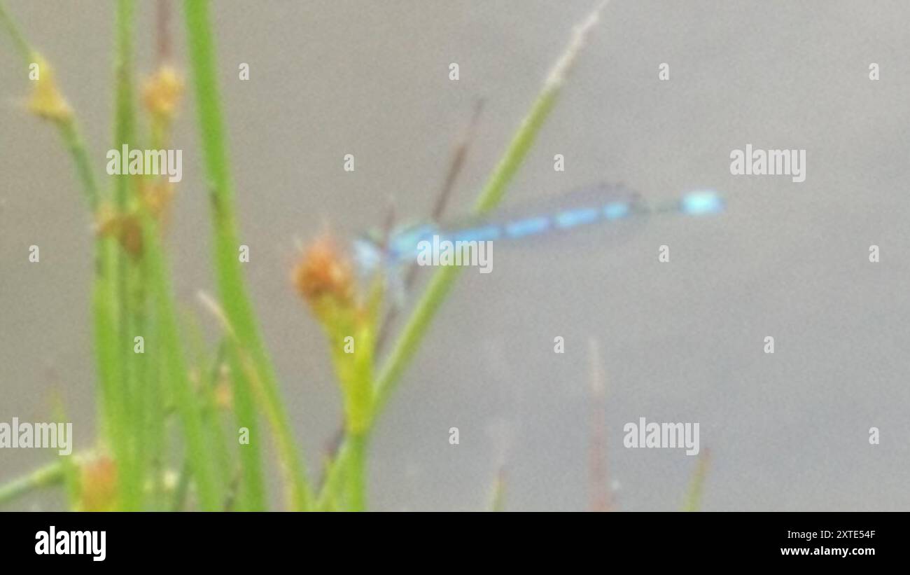 Narrow-winged Damselflies (Coenagrionidae) Insecta Stock Photo - Alamy