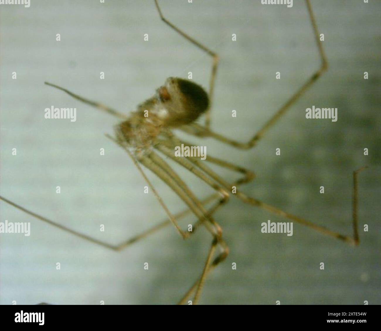 Short-bodied Cellar Spider (Physocyclus globosus) Arachnida Stock Photo ...