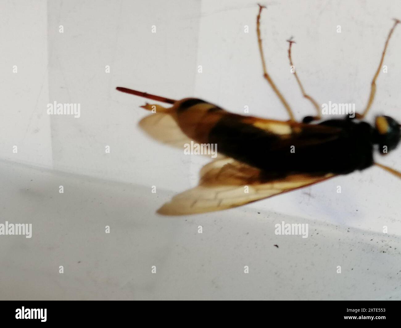 Giant Woodwasp (Urocerus gigas) Insecta Stock Photo - Alamy