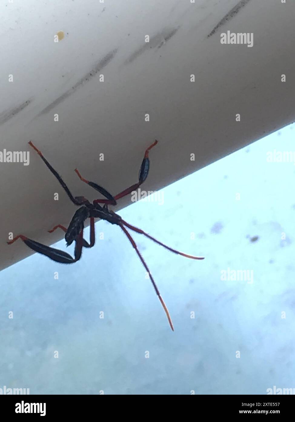 Spine-headed Bugs (Acanthocephala) Insecta Stock Photo - Alamy