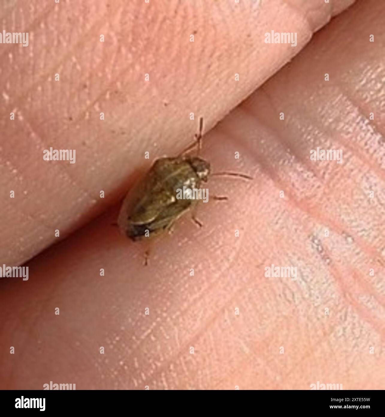 (Neottiglossa leporina) Insecta Stock Photo - Alamy