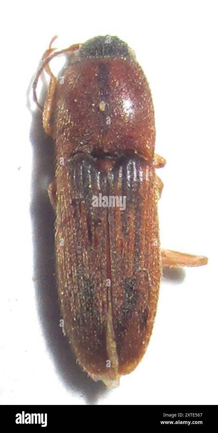 Click Beetles (Elateridae) Insecta Stock Photo - Alamy