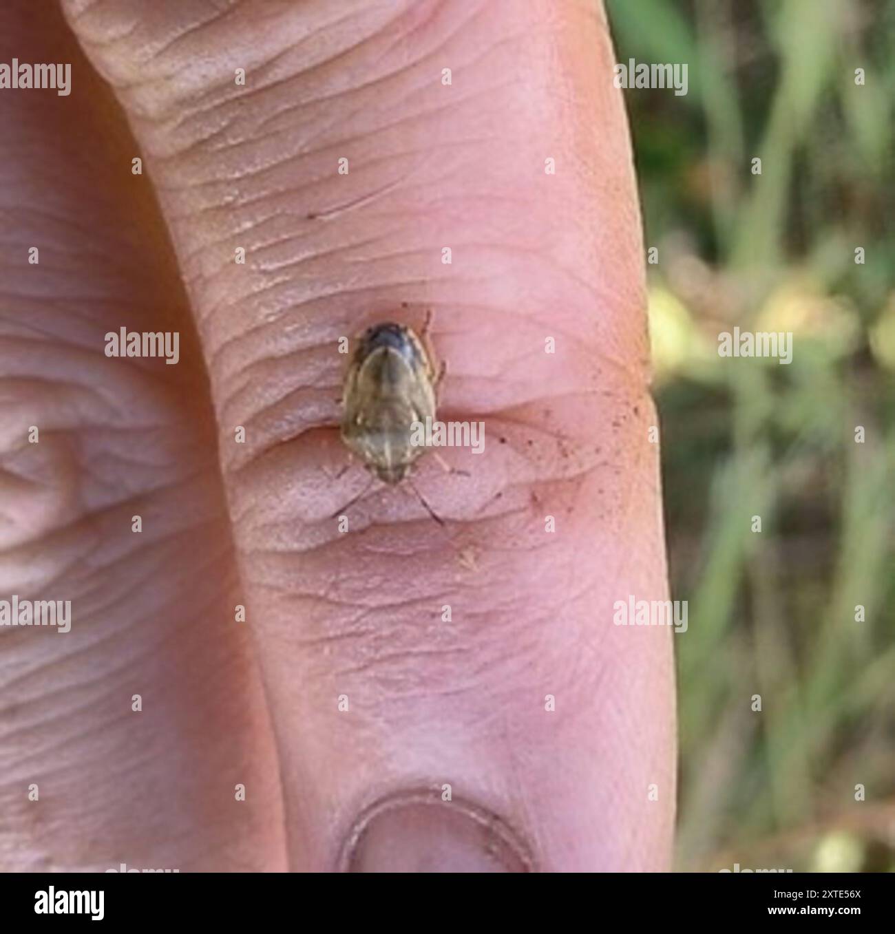(Neottiglossa leporina) Insecta Stock Photo - Alamy