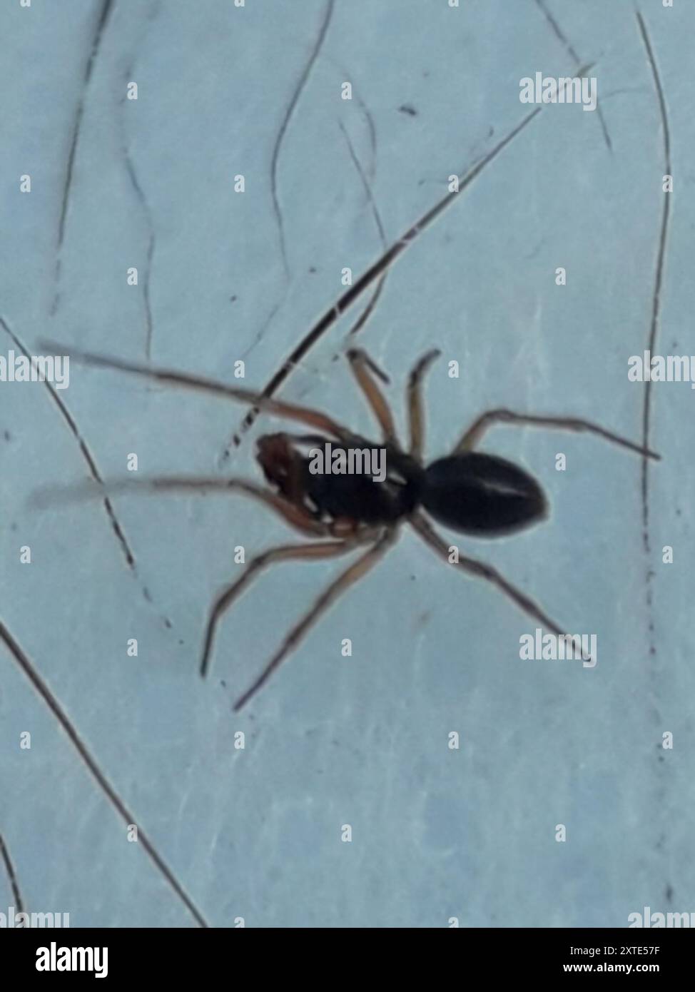 Dwarf Spiders (Erigoninae) Arachnida Stock Photo - Alamy