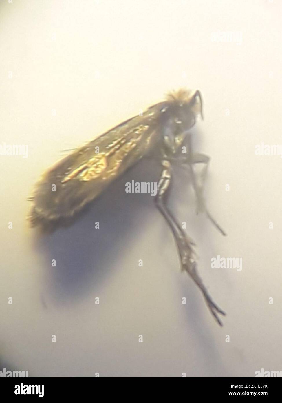 Marsh Marigold Moth (Micropterix calthella) Insecta Stock Photo - Alamy