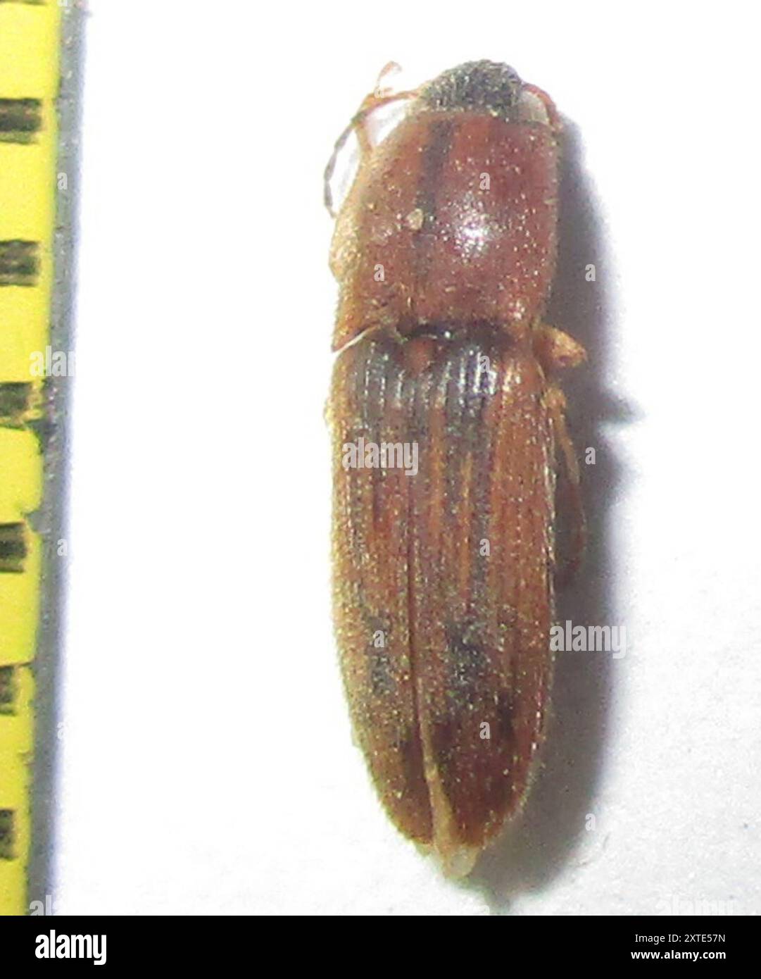 Click Beetles (Elateridae) Insecta Stock Photo - Alamy