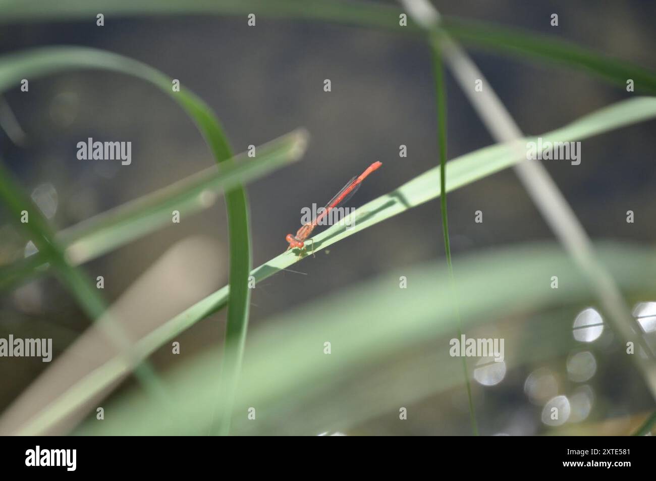 Desert Firetail (Telebasis salva) Insecta Stock Photo - Alamy