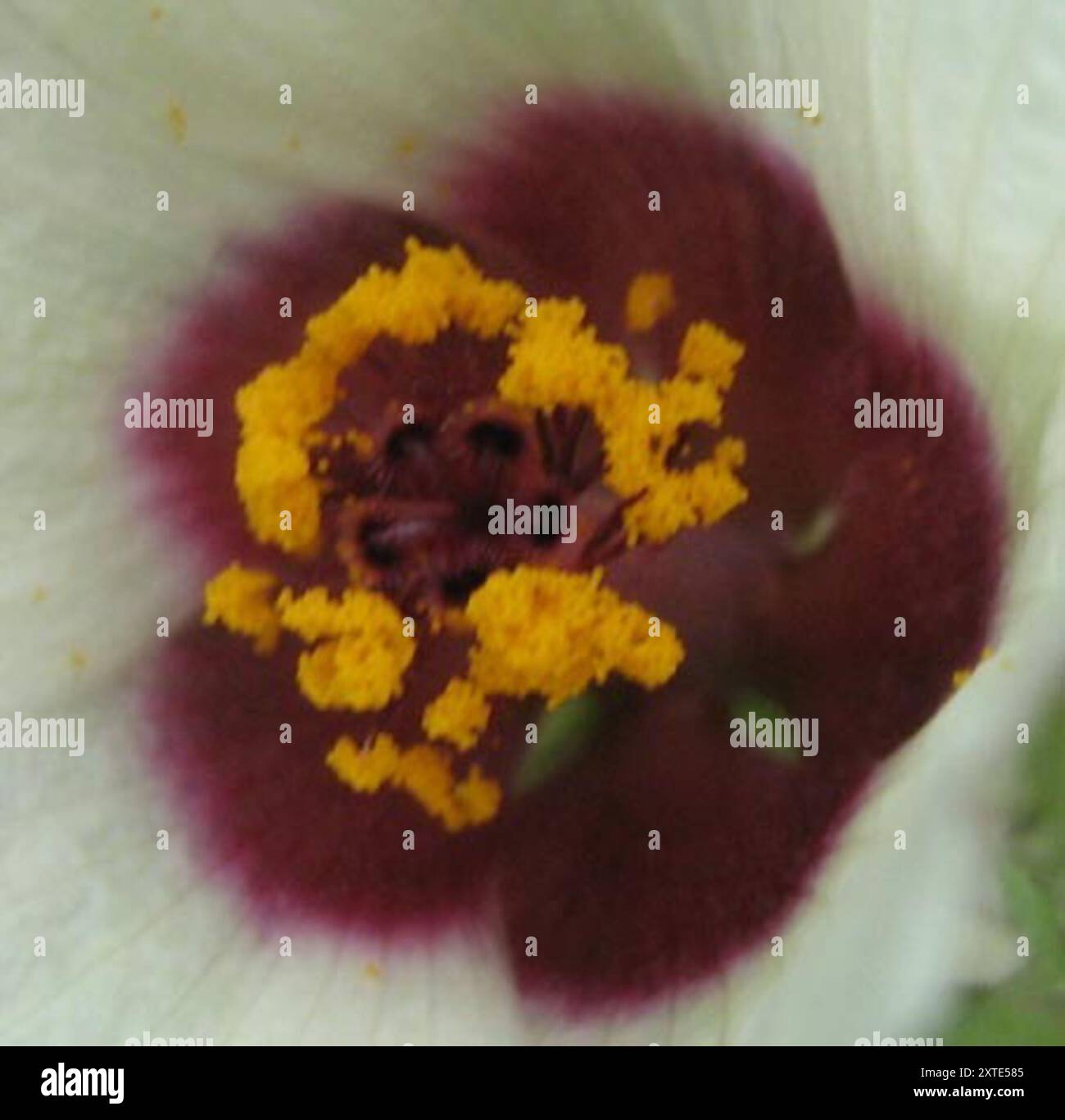 flower-of-an-hour (Hibiscus trionum) Plantae Stock Photo - Alamy