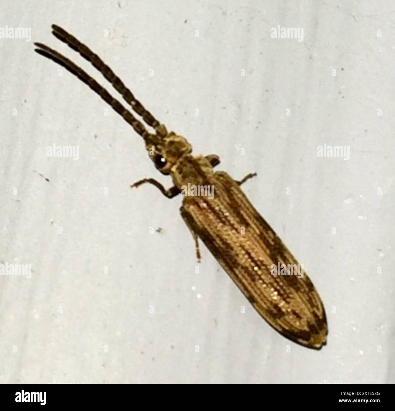 Ash Reticulated Beetle (Tenomerga cinerea) Insecta Stock Photo - Alamy