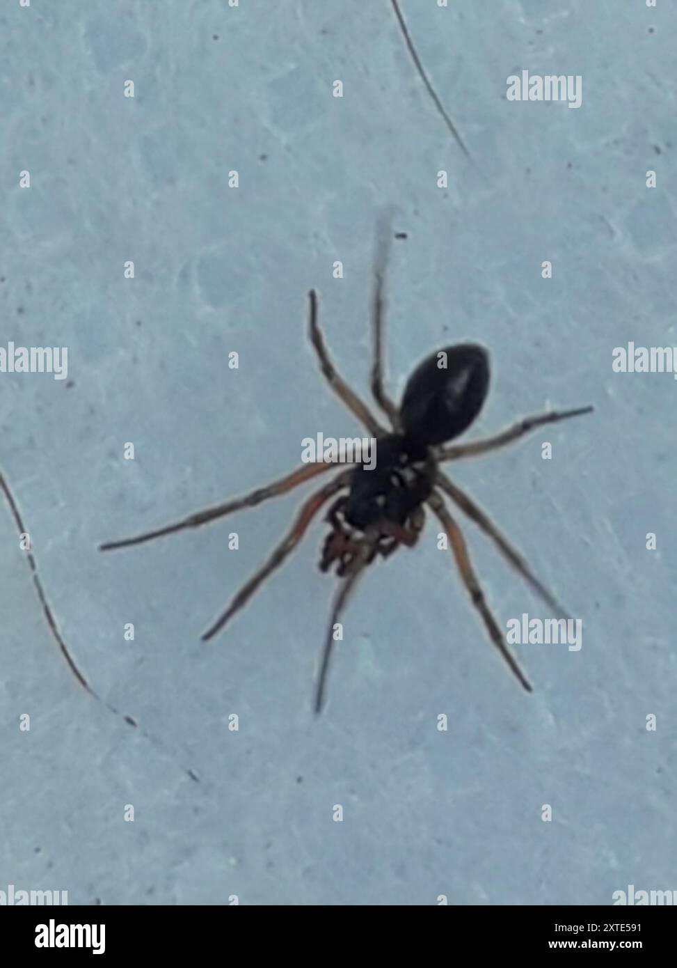 Dwarf Spiders (Erigoninae) Arachnida Stock Photo - Alamy