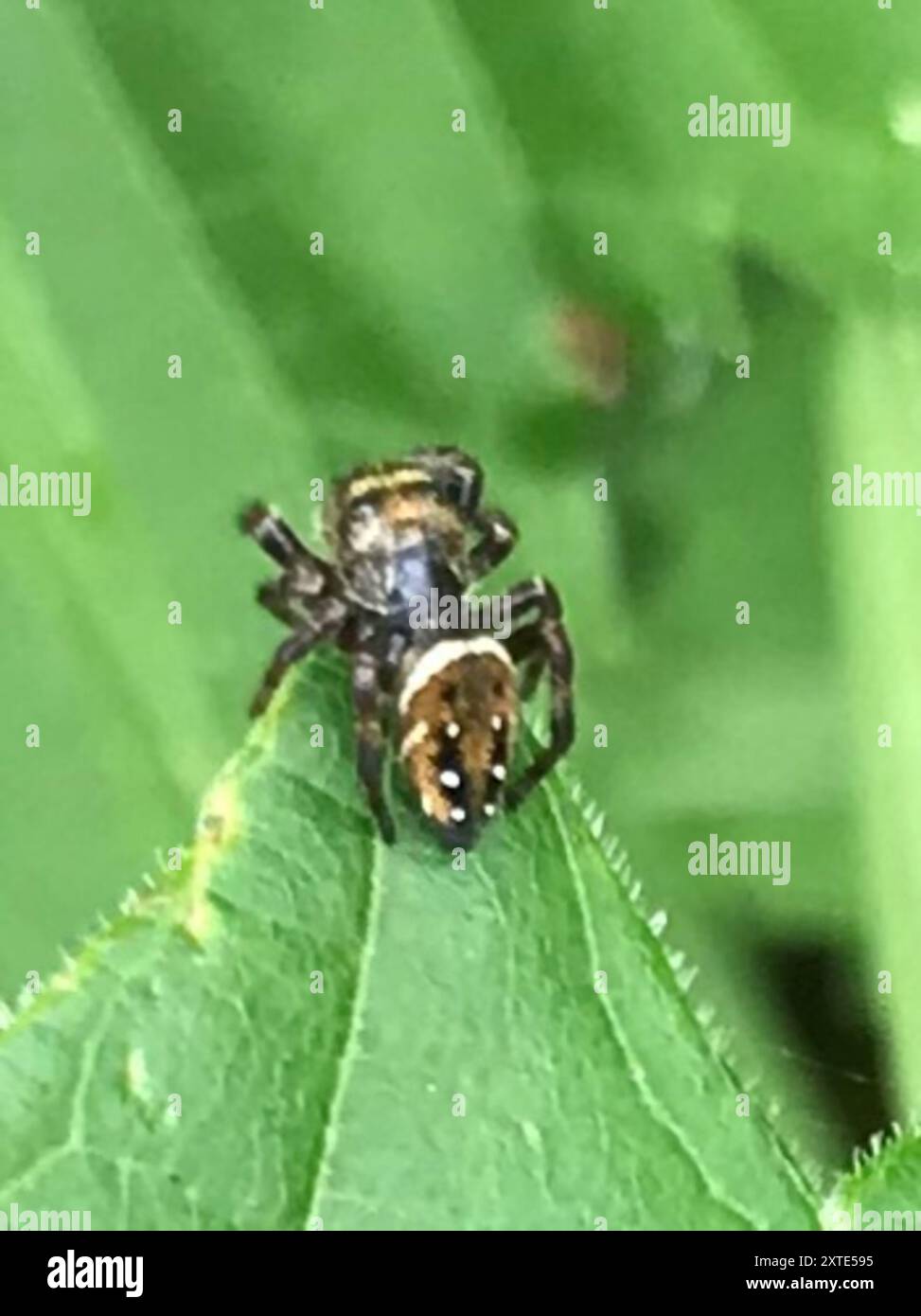 Brilliant Jumping Spider (Phidippus clarus) Arachnida Stock Photo - Alamy