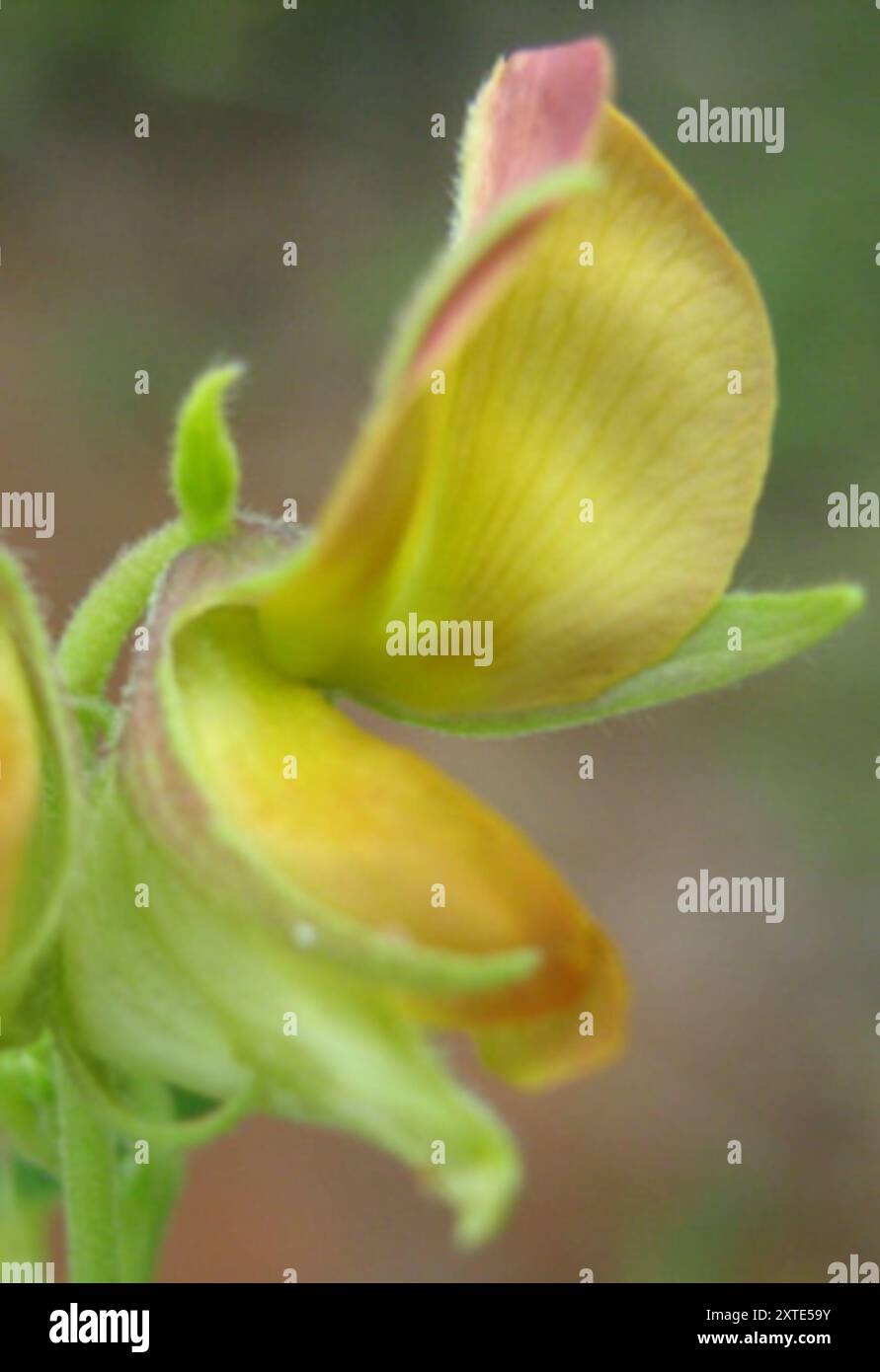 Rattlepods (Crotalaria) Plantae Stock Photo - Alamy
