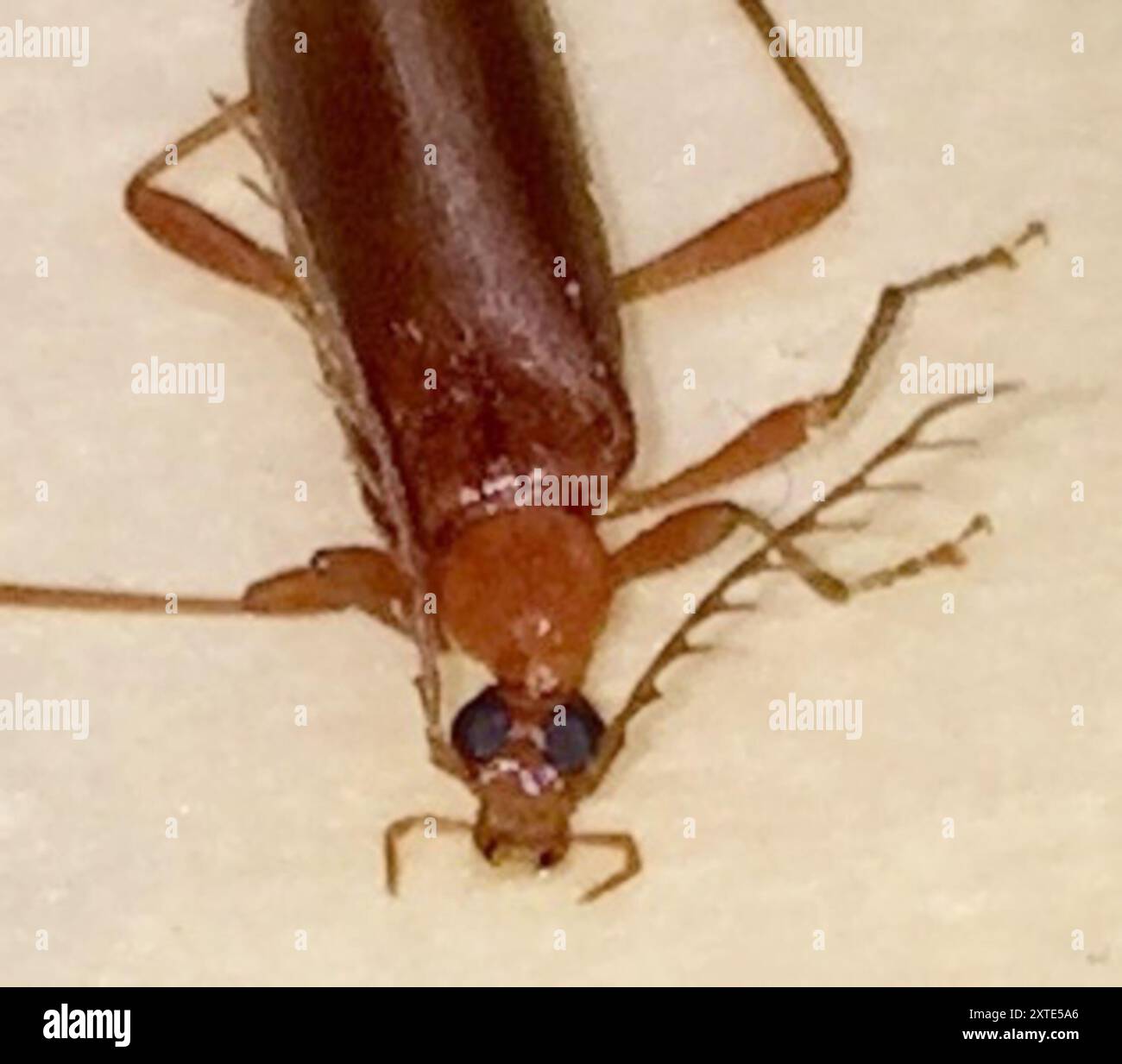 Uniform Fire-coloured Beetle (Dendroides concolor) Insecta Stock Photo ...