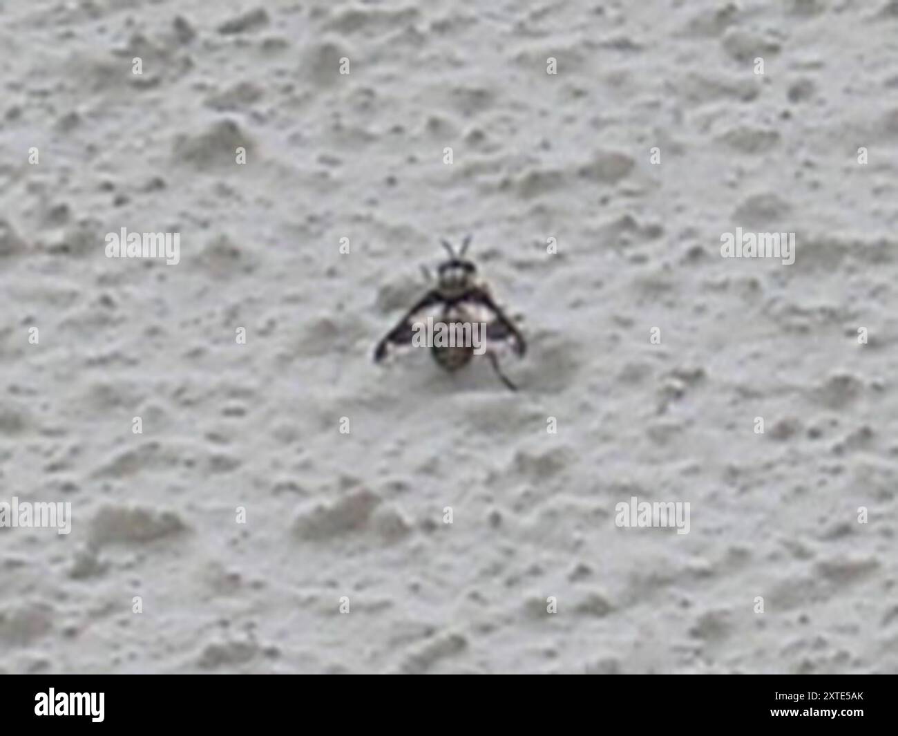 Twin-lobed Deer Fly (Chrysops relictus) Insecta Stock Photo - Alamy