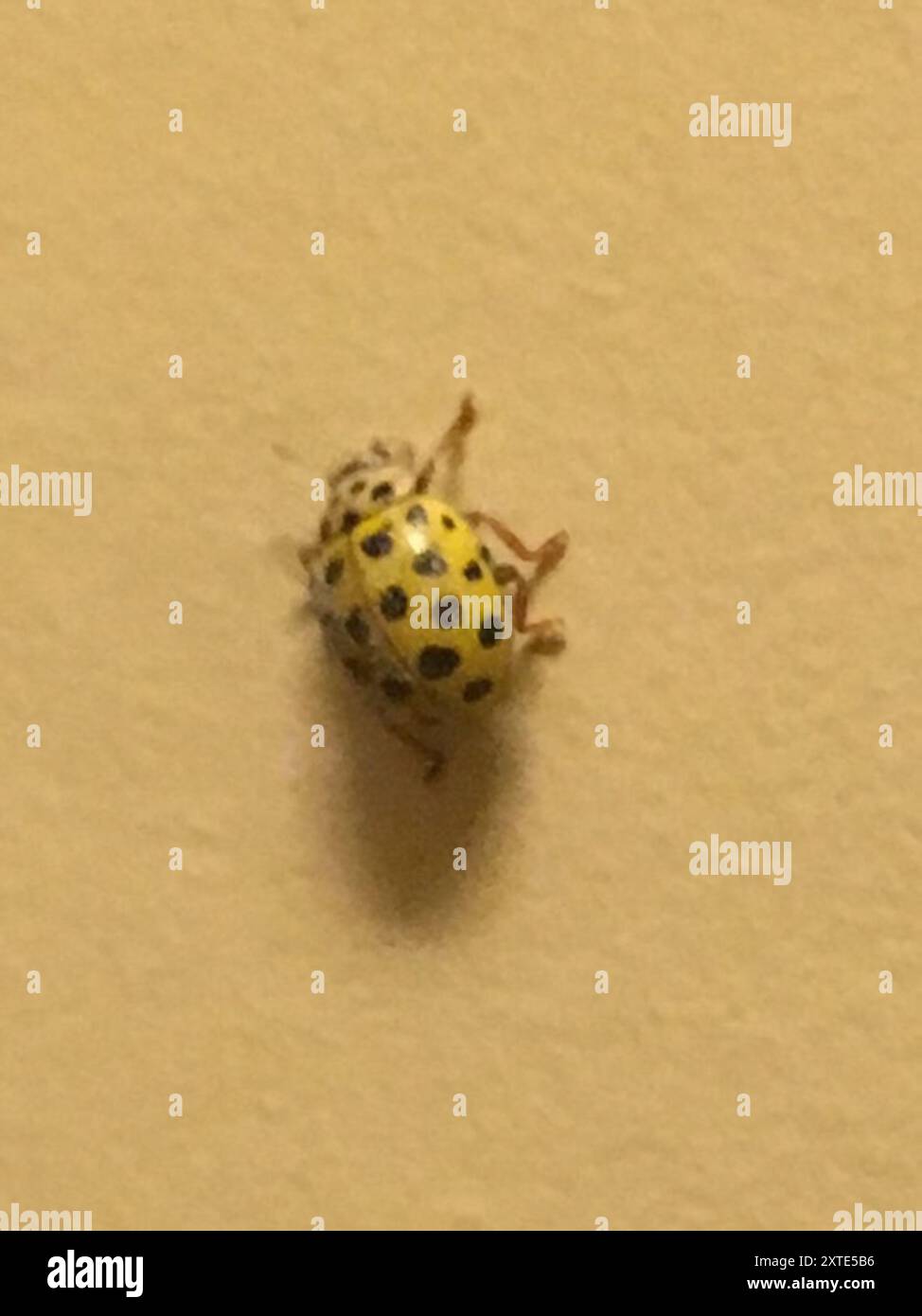 22-spot Ladybird (Psyllobora vigintiduopunctata) Insecta Stock Photo ...