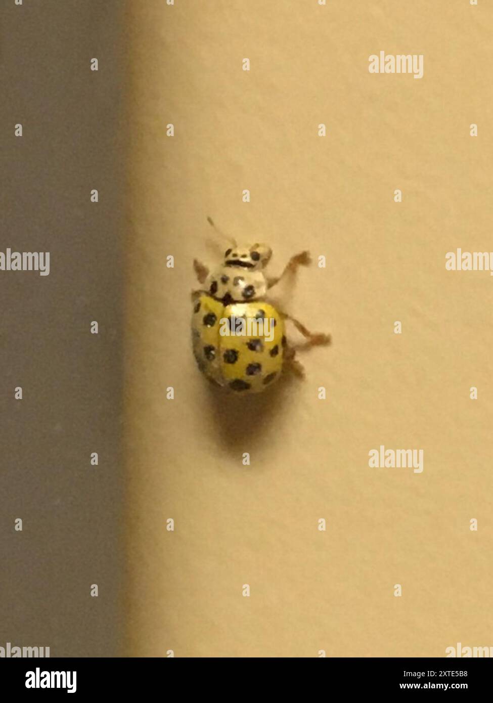 22-spot Ladybird (Psyllobora vigintiduopunctata) Insecta Stock Photo ...