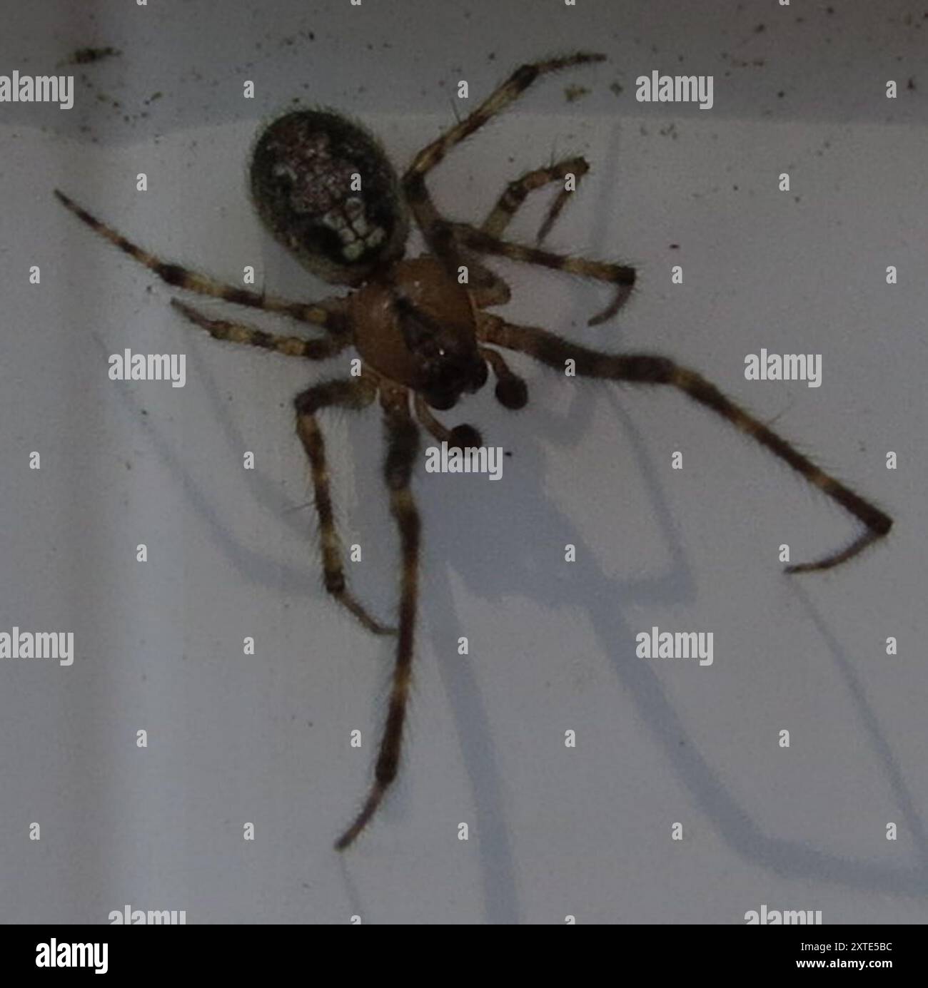 Typical Cobweb Spiders (Theridion) Arachnida Stock Photo - Alamy