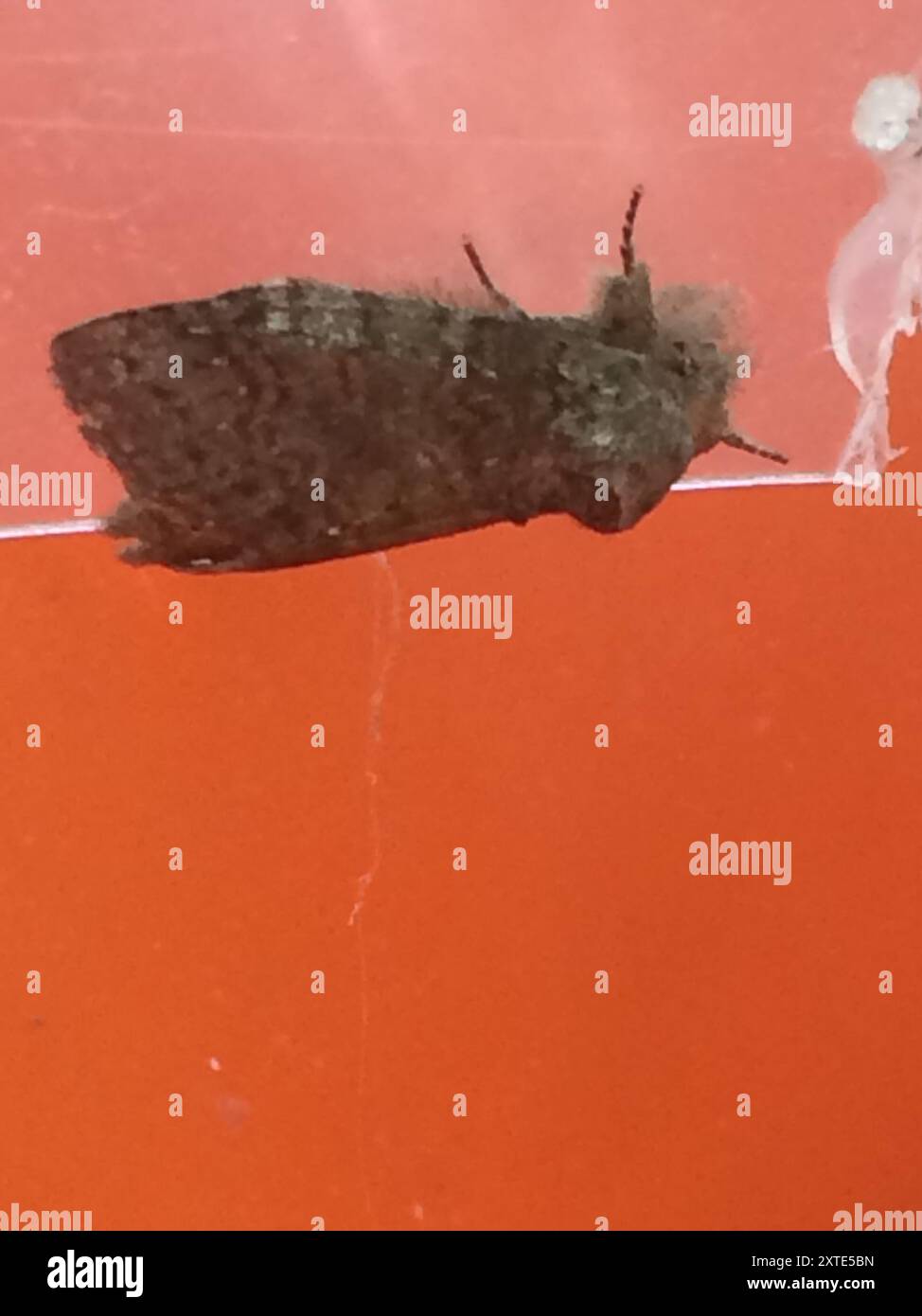 Owlet Moths and Allies (Noctuoidea) Insecta Stock Photo - Alamy