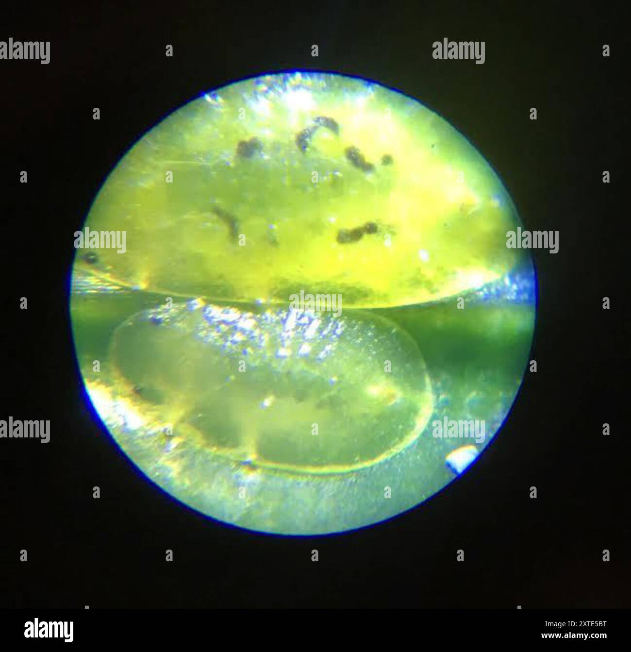 Green Coffee Scale (Coccus viridis) Insecta Stock Photo - Alamy