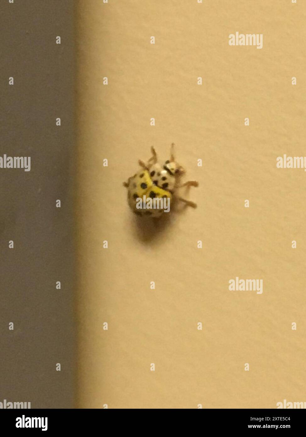 22-spot Ladybird (Psyllobora vigintiduopunctata) Insecta Stock Photo ...