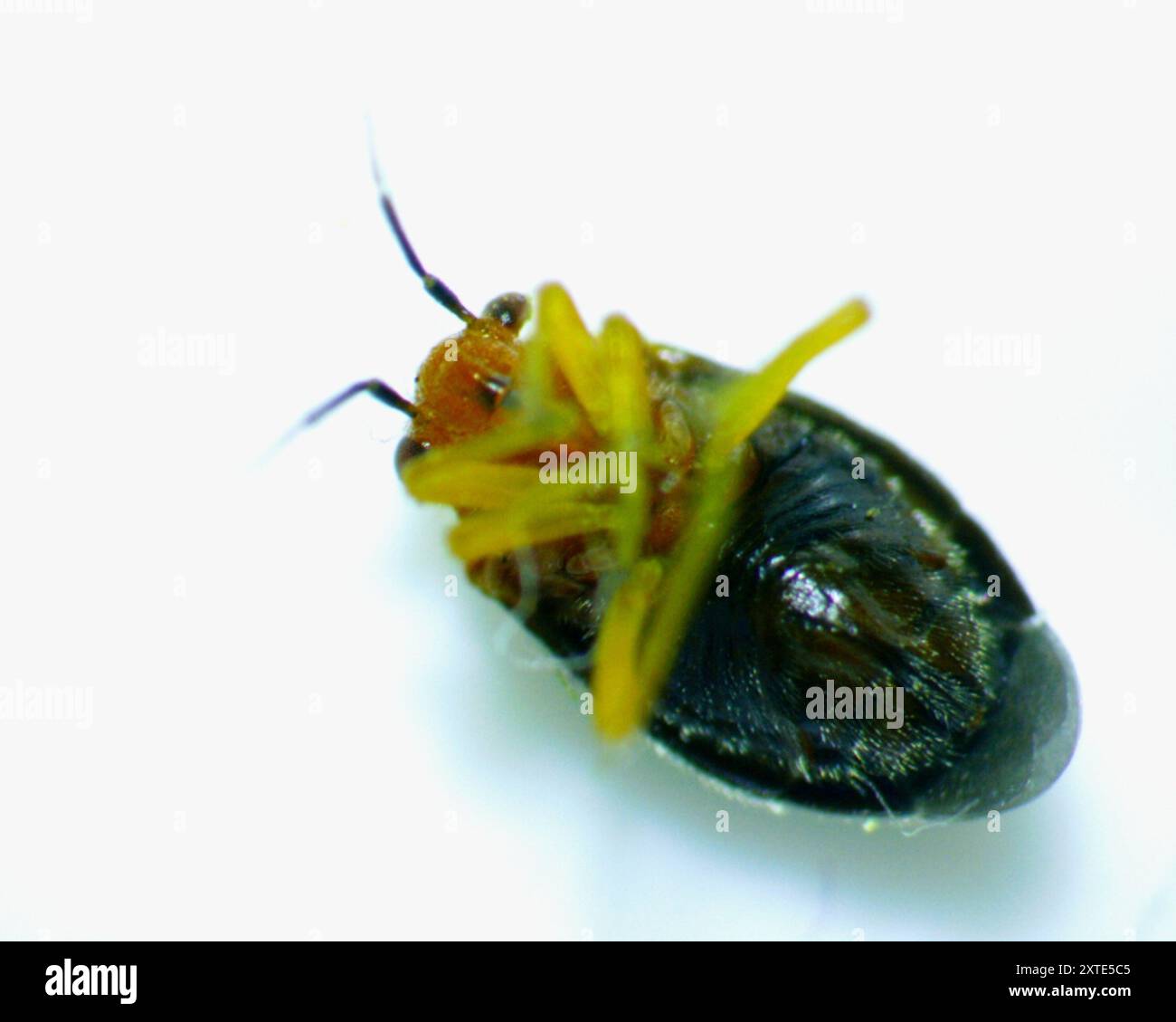 Yucca Plant Bug (Halticotoma valida) Insecta Stock Photo - Alamy