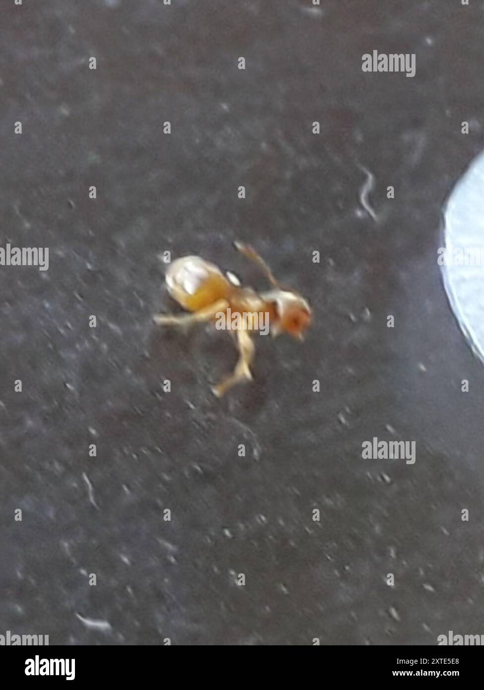 Citronella Ants, Fuzzy Ants, and Allies (Lasius) Insecta Stock Photo ...