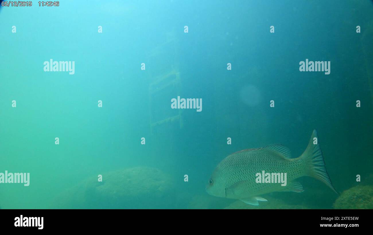 Gray Snapper (Lutjanus griseus) Actinopterygii Stock Photo - Alamy