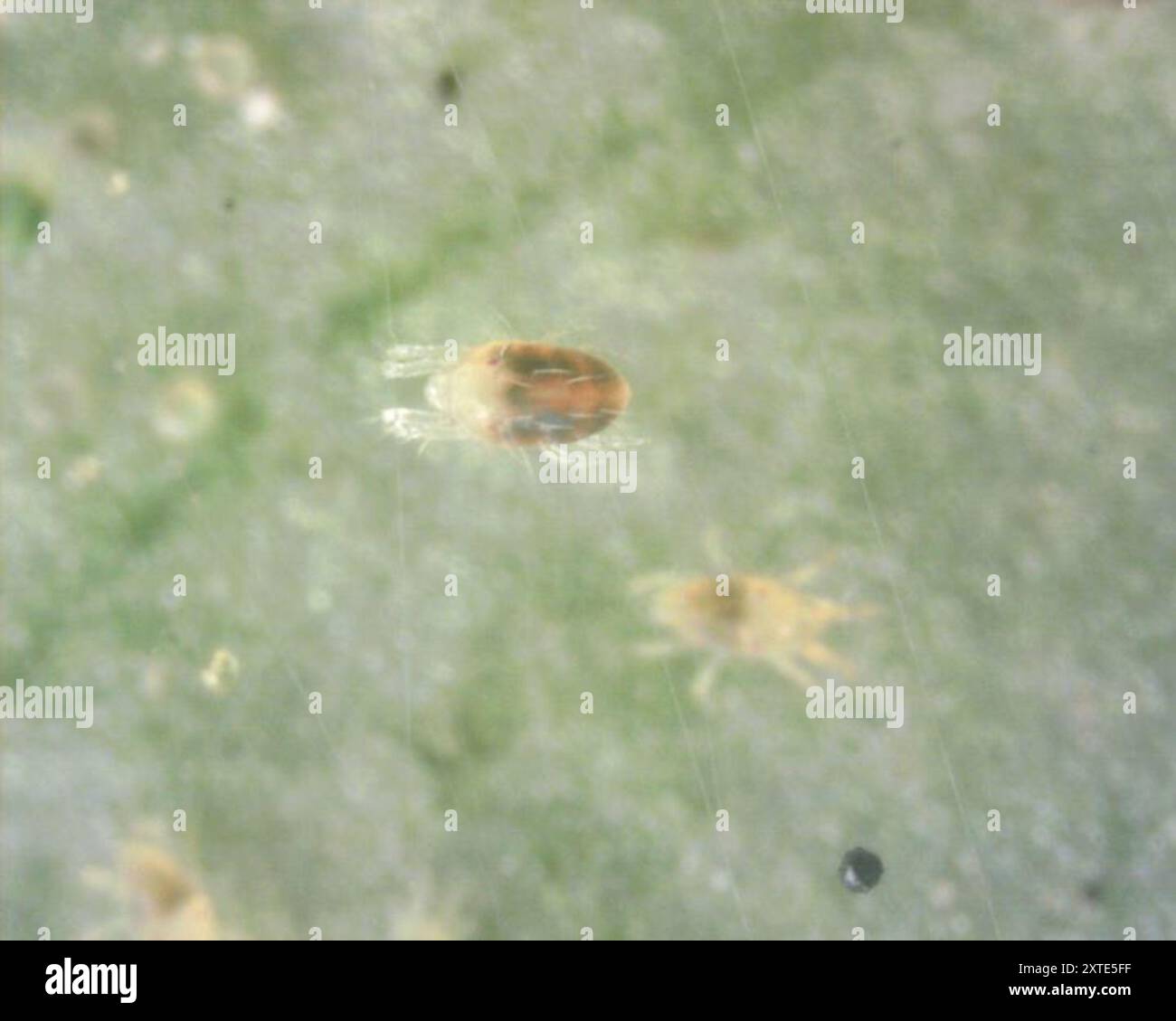 Twospotted Spider Mite (Tetranychus urticae) Arachnida Stock Photo - Alamy