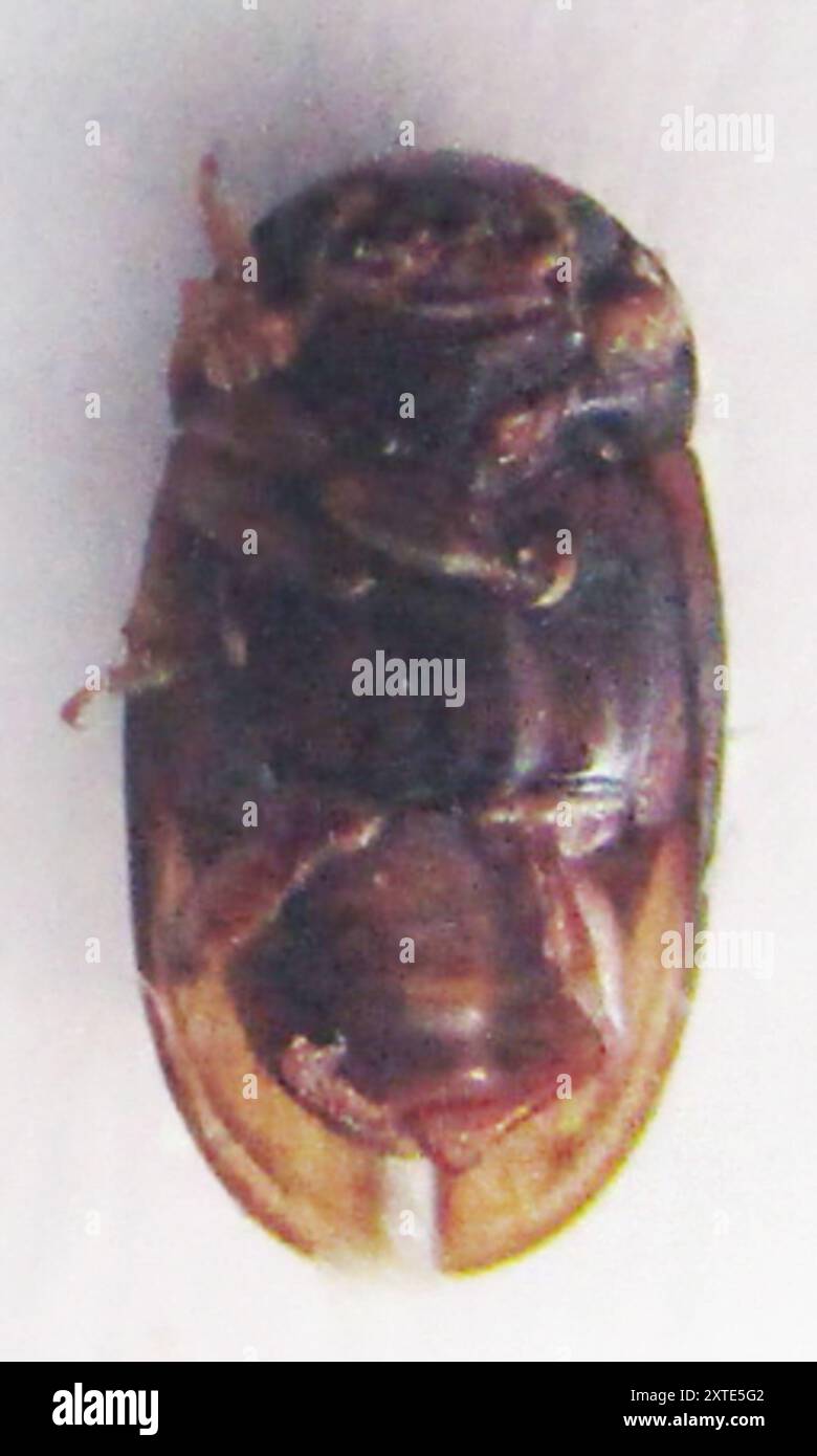 Beetles (Coleoptera) Insecta Stock Photo - Alamy