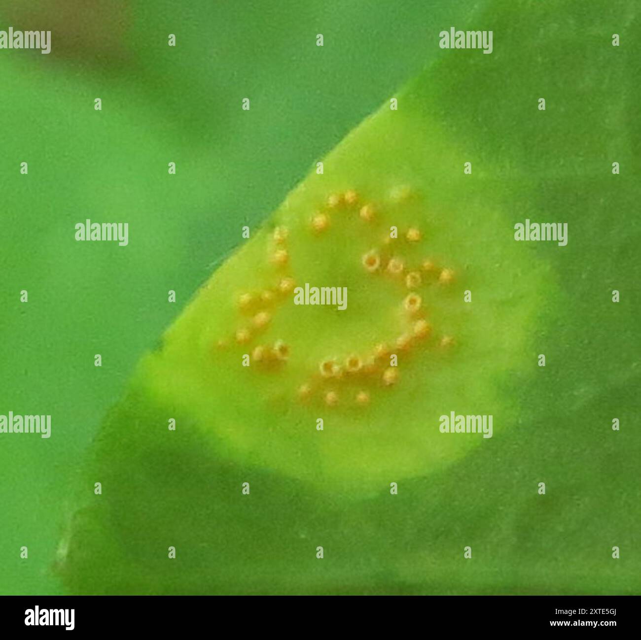 (Puccinia hydnoidea) Fungi Stock Photo - Alamy