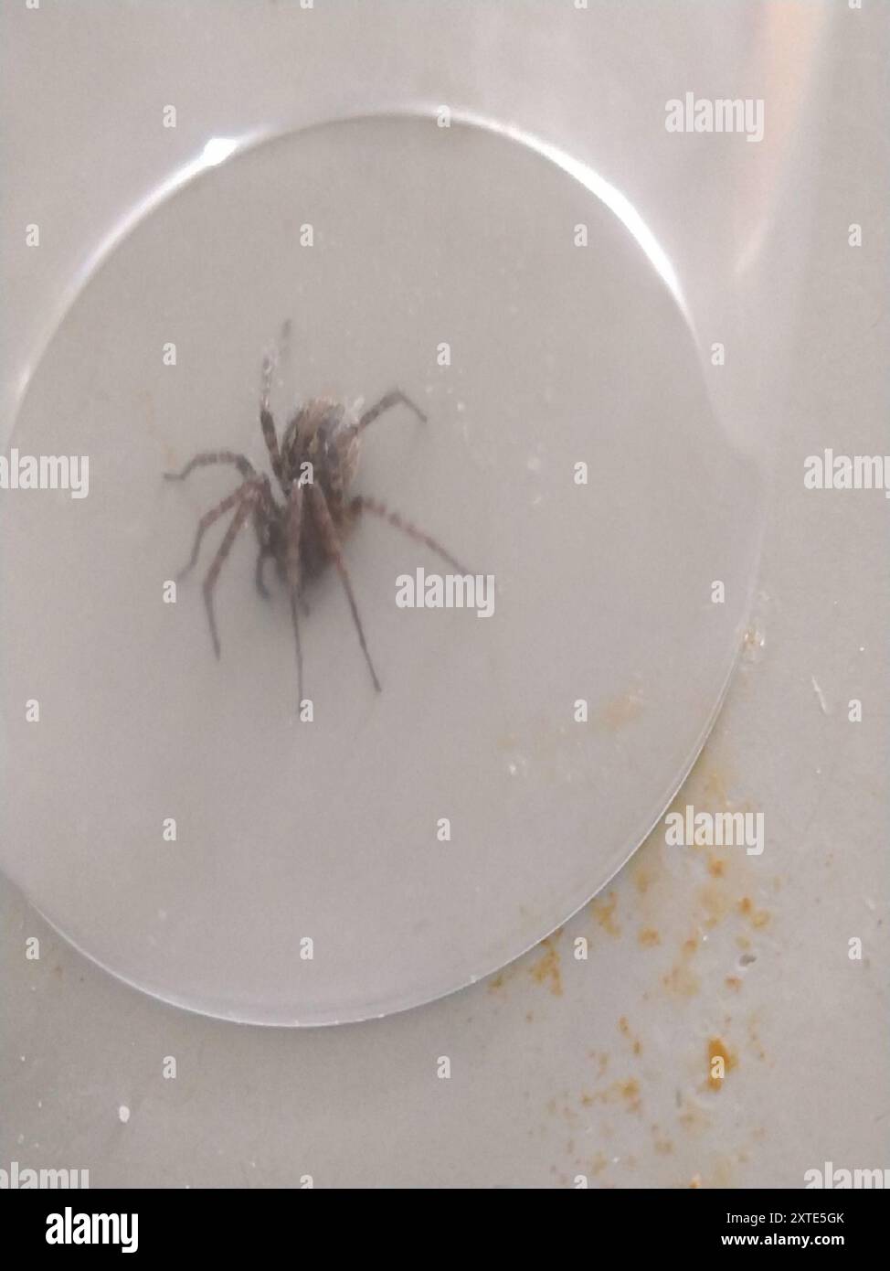 House Funnel-web Spiders (Tegenaria) Arachnida Stock Photo - Alamy
