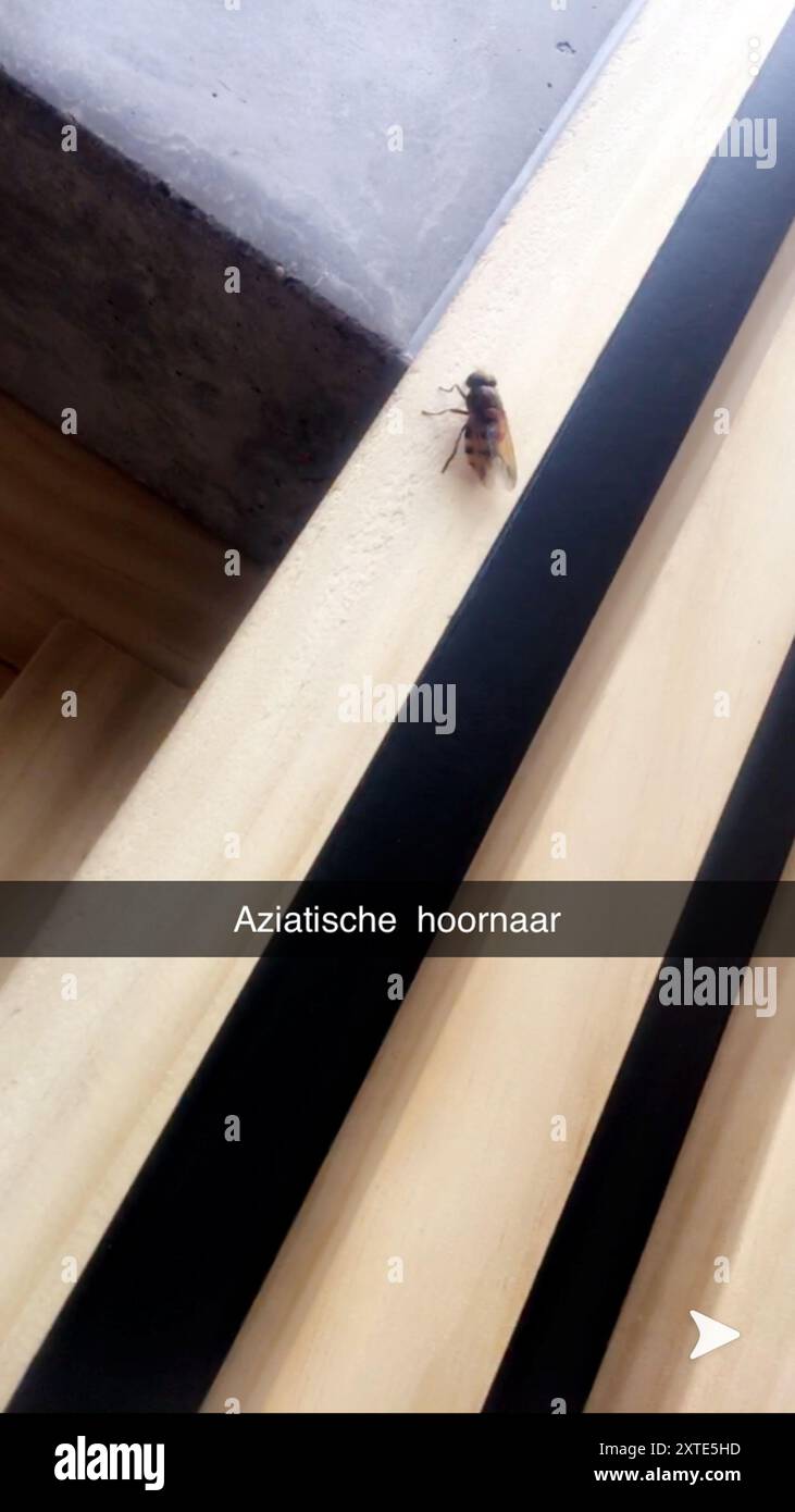 Hornet Mimic Hover Fly (Volucella zonaria) Insecta Stock Photo - Alamy