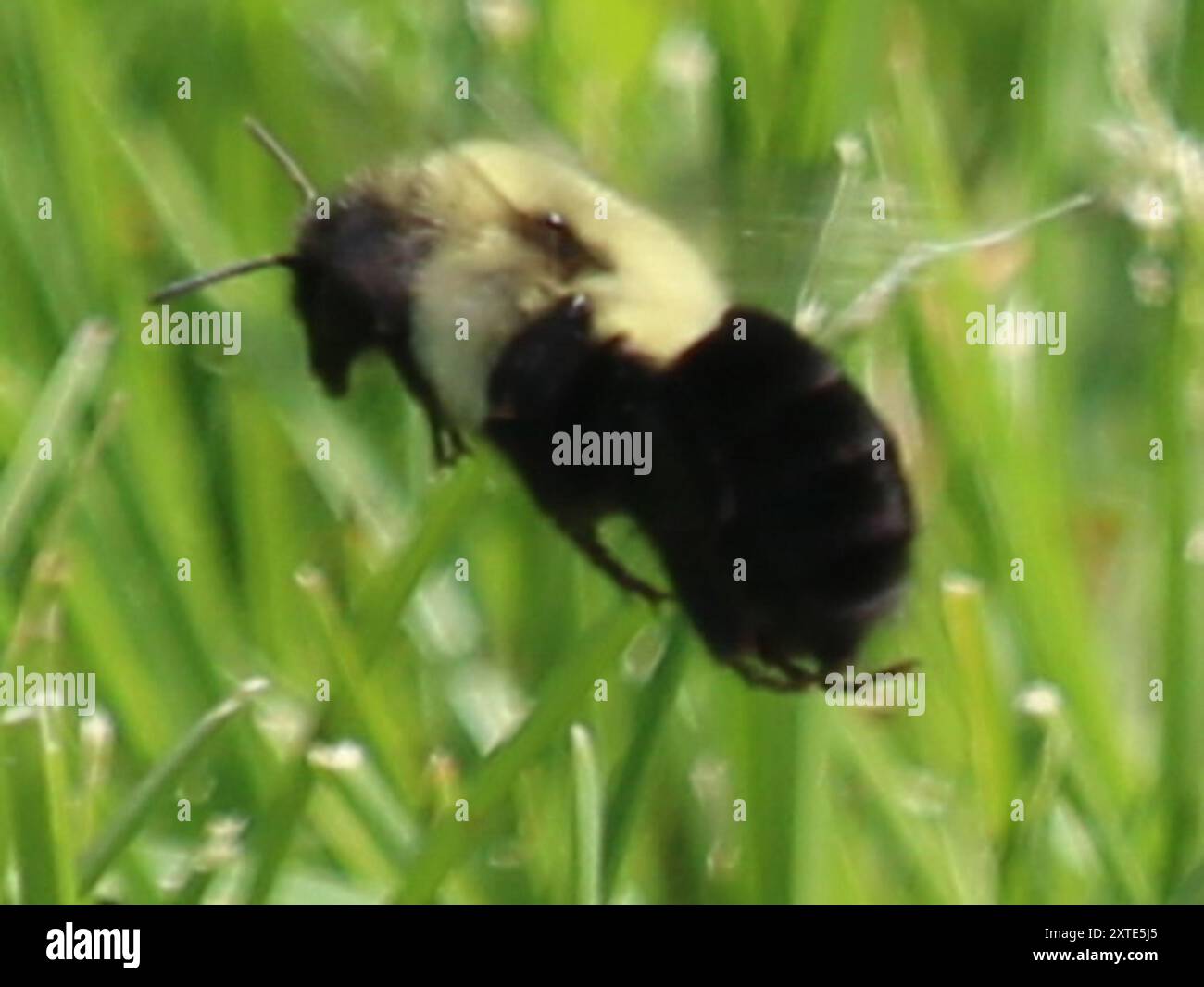 Common Eastern Bumble Bee (Bombus impatiens) Insecta Stock Photo - Alamy