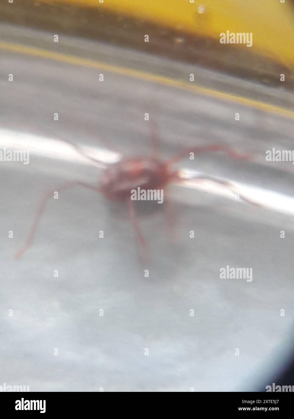 Mites and Ticks (Acari) Arachnida Stock Photo - Alamy