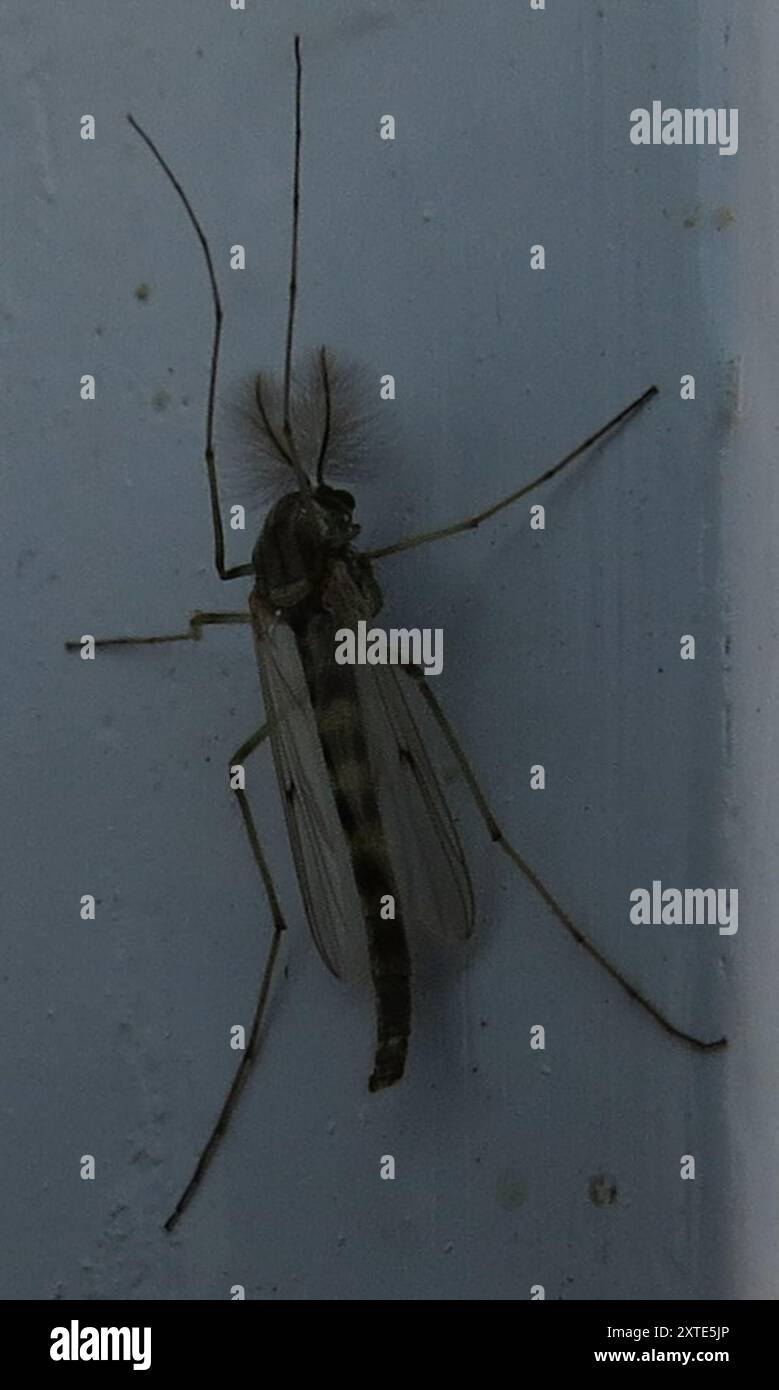 Non-biting Midges (Chironomidae) Insecta Stock Photo - Alamy
