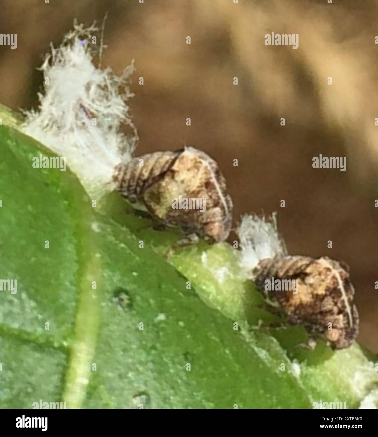 Two striped planthopper hi-res stock photography and images - Alamy